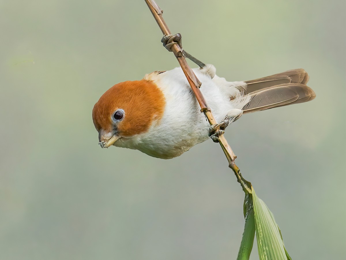 White-breasted Parrotbill - Paradoxornis ruficeps - Birds of the World