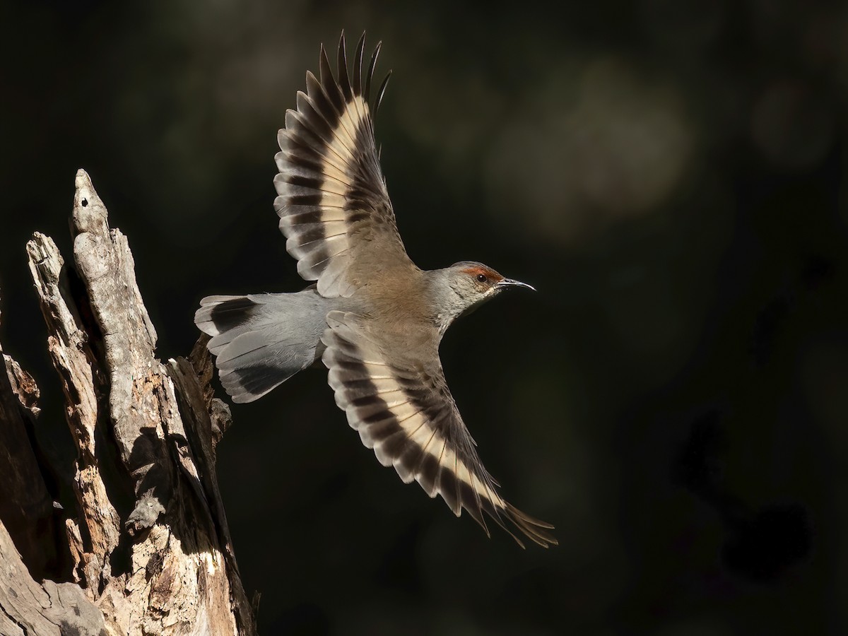 Red-browed Treecreeper - Climacteris erythrops - Birds of the World