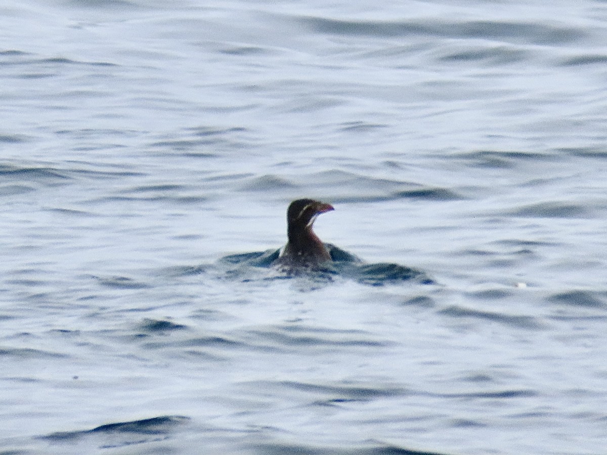 eBird Checklist - 25 Feb 2024 - Off Mission Bay (offshore species only ...