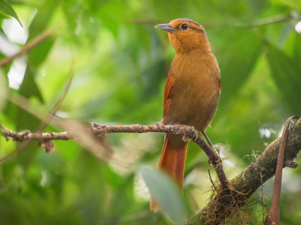 Buff-fronted Foliage-gleaner - Dendroma rufa - Birds of the World