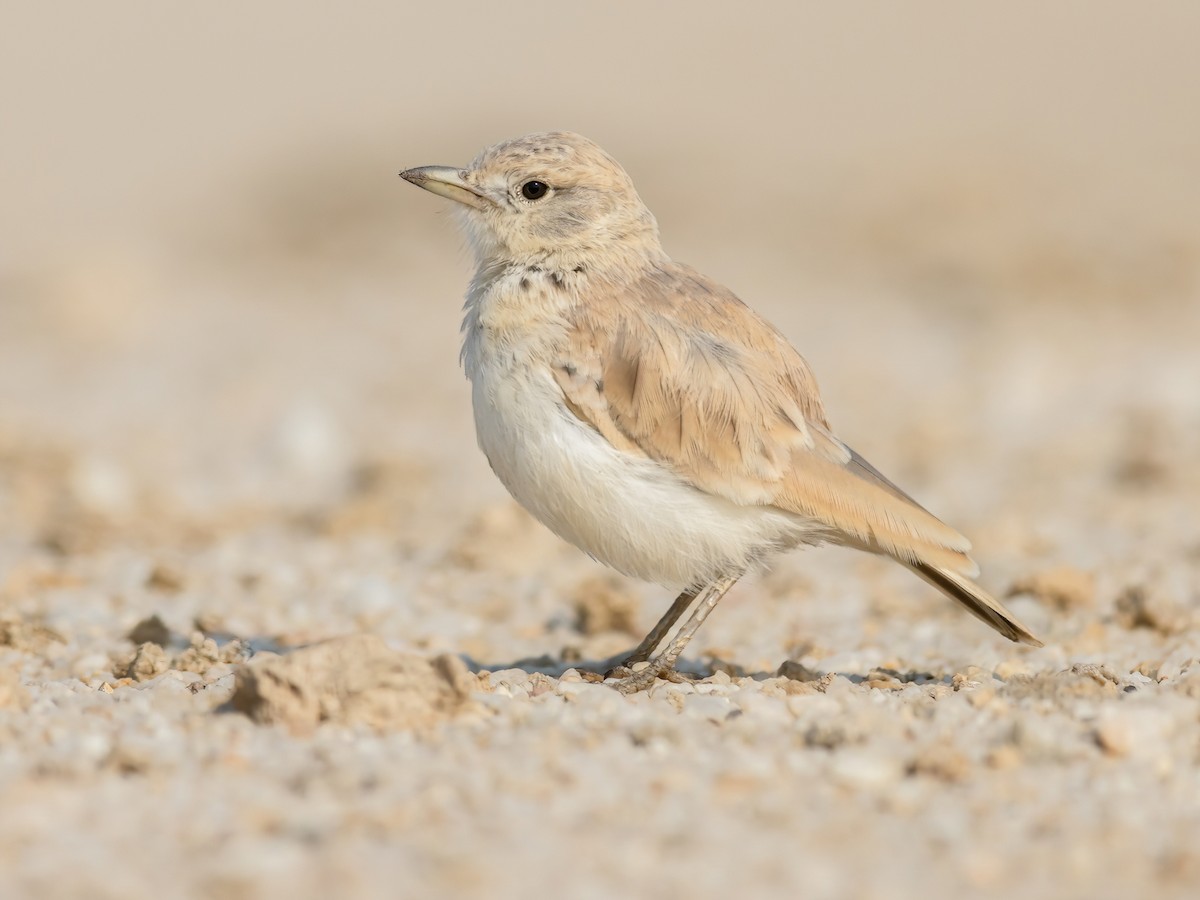 Gray's Lark - Ammomanopsis grayi - Birds of the World