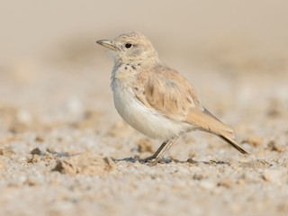 Gray's Lark - Ammomanopsis grayi - Birds of the World