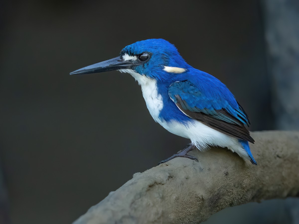 Little Kingfisher - Ceyx pusillus - Birds of the World