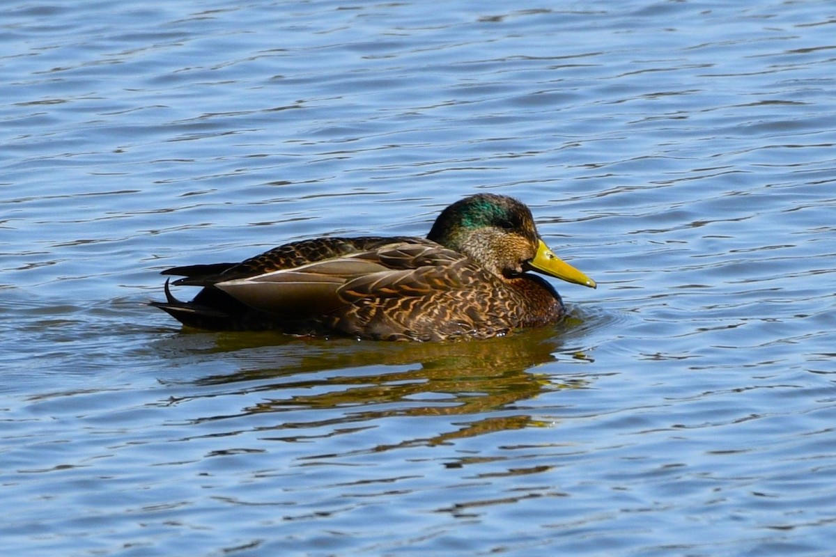 eBird Checklist - 25 Feb 2024 - John Heinz NWR--impoundment (Philadelphia Co.) - 49 species (+1 ...