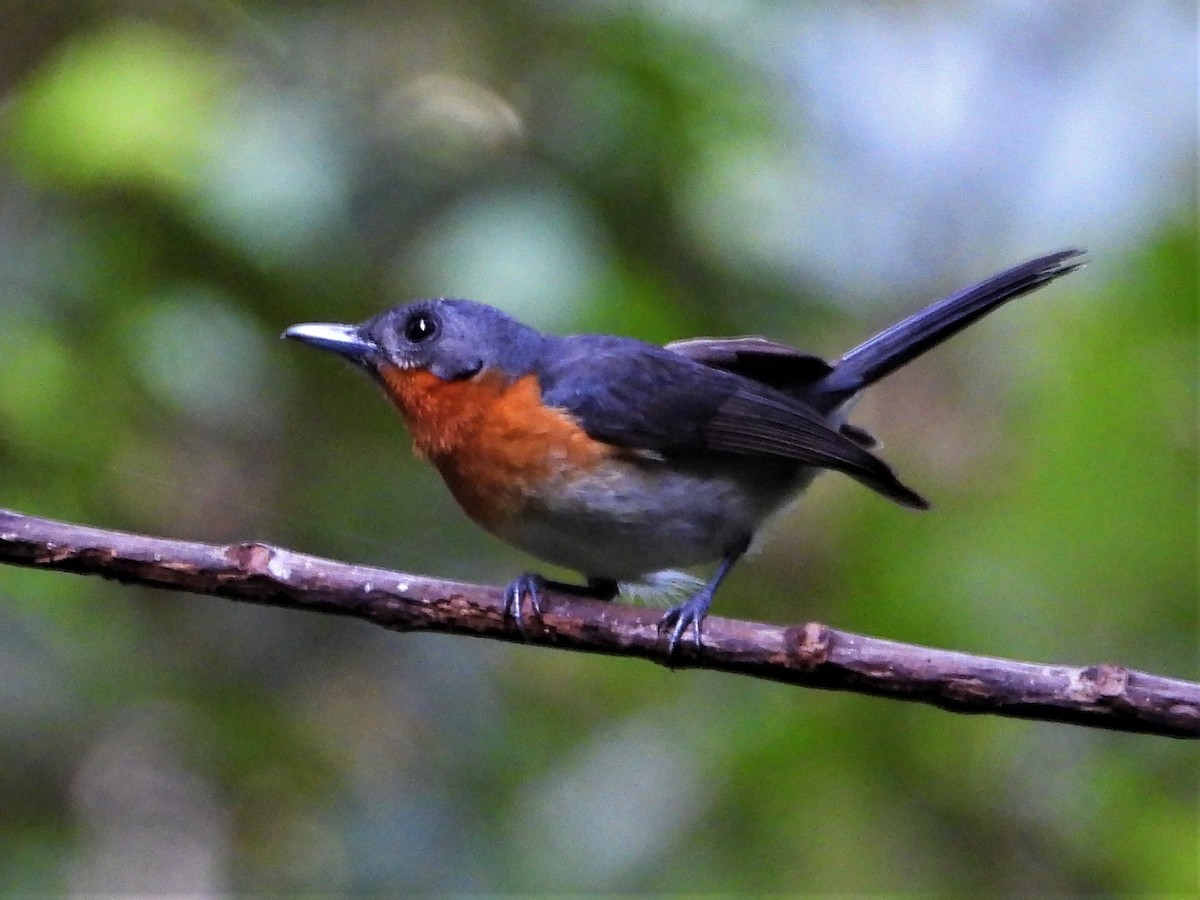 Spectacled Monarch (Seram) - eBird