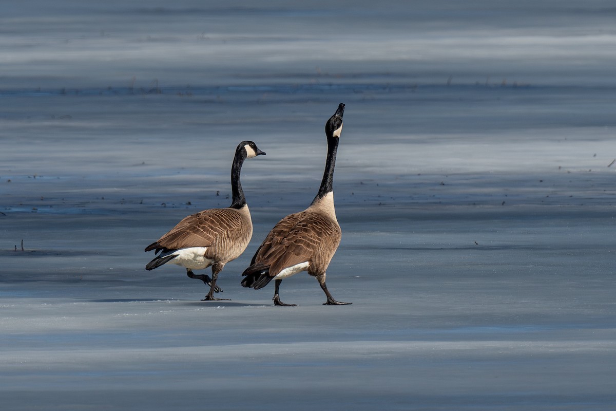 New York Breeding Bird Atlas Checklist - 26 Feb 2024 - Keeney Swamp SF ...