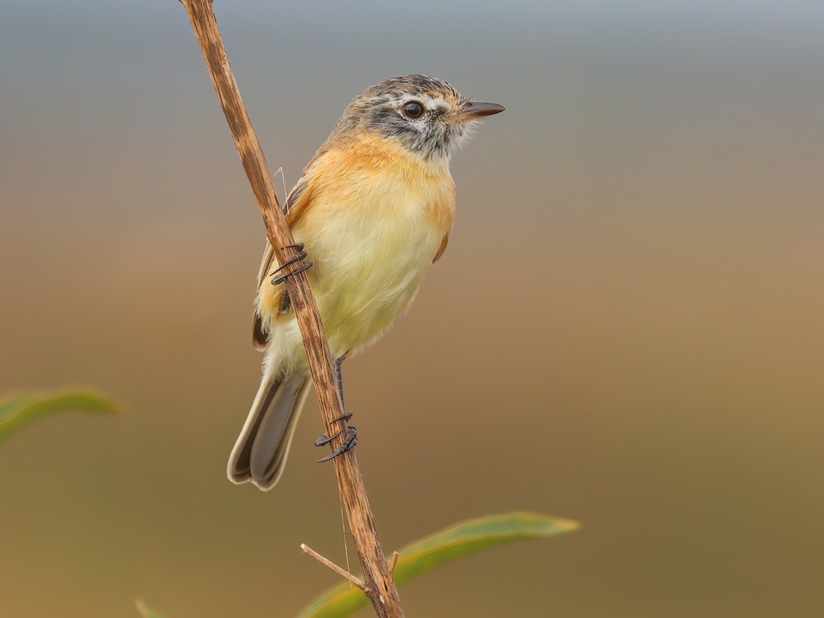 Bearded Tachuri - Polystictus pectoralis - Birds of the World
