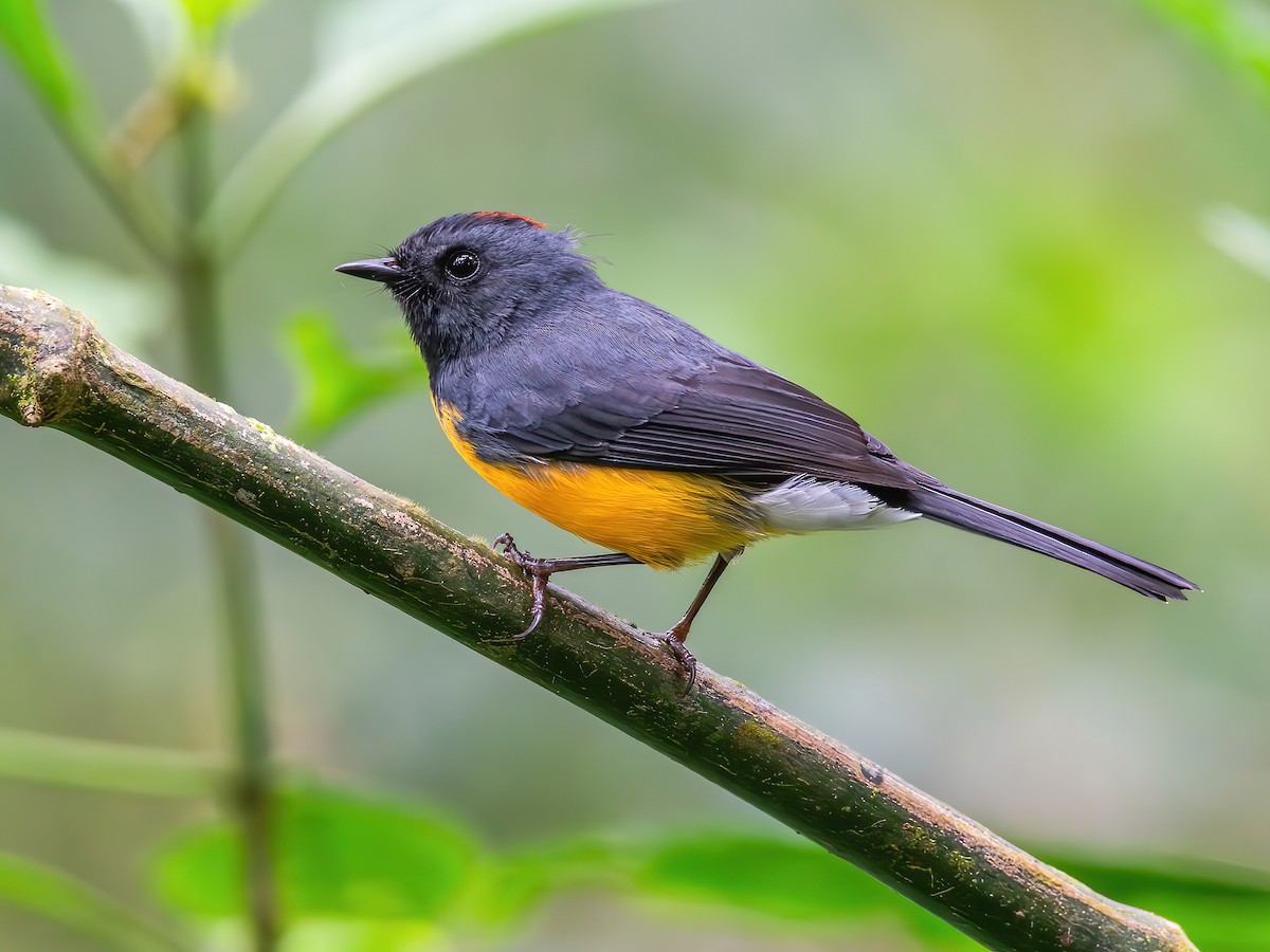Slate-throated Redstart - Myioborus miniatus - Birds of the World
