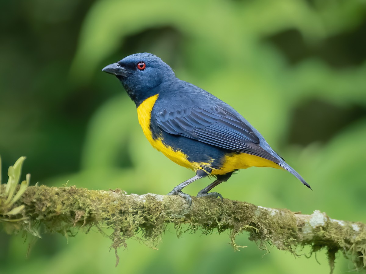 Blue-and-gold Tanager - Bangsia arcaei - Birds of the World
