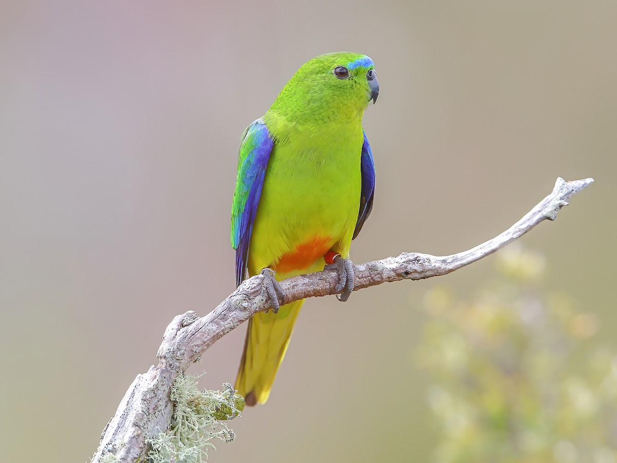 Orange-bellied Parrot - Neophema chrysogaster - Birds of the World