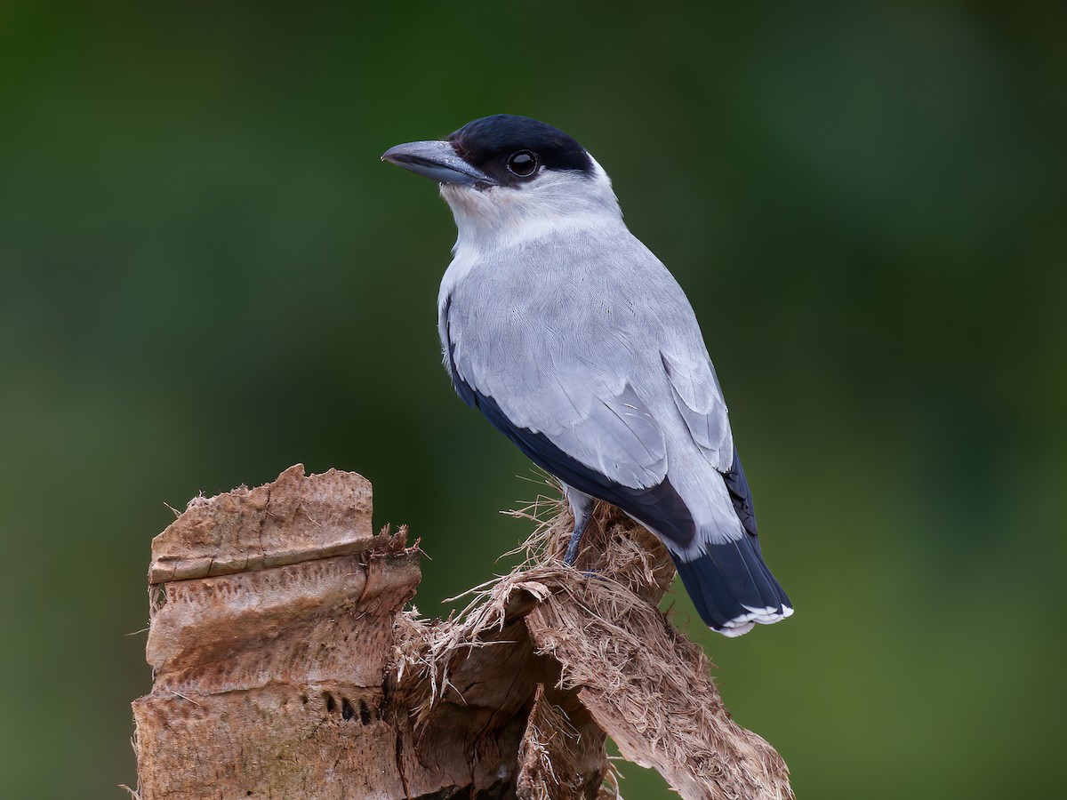 Black-crowned Tityra - Tityra inquisitor - Birds of the World