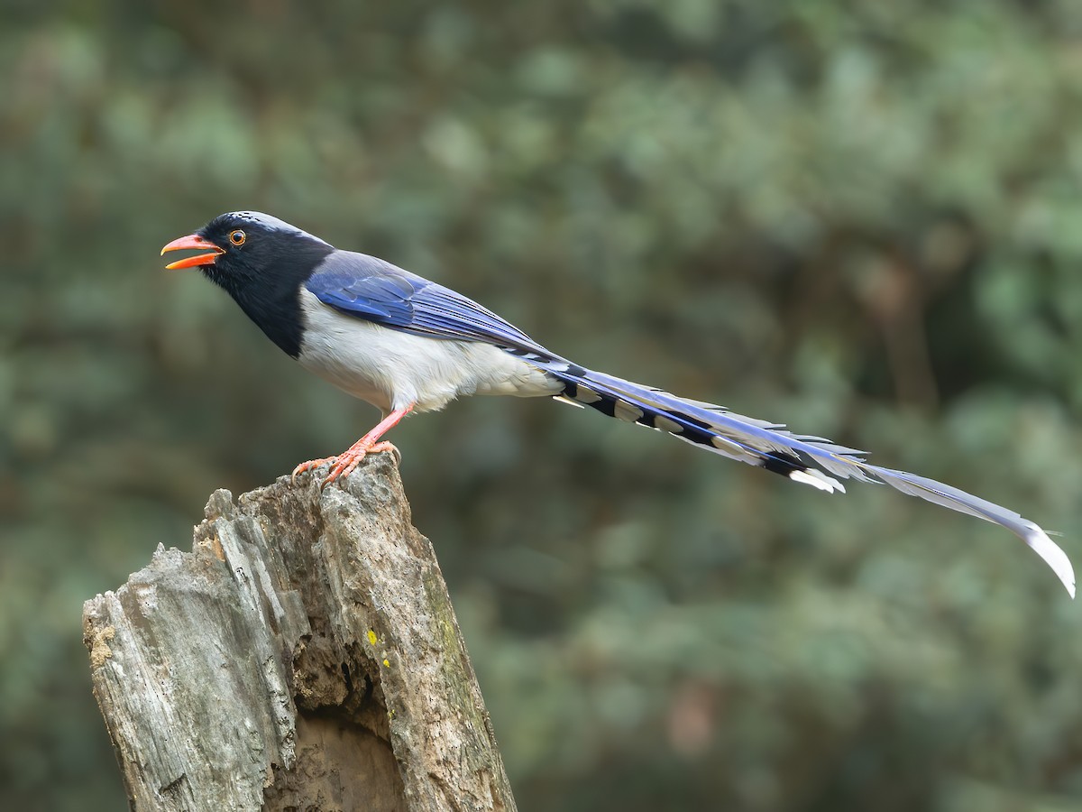 Red-billed Blue-Magpie - Urocissa erythroryncha - Birds of the World