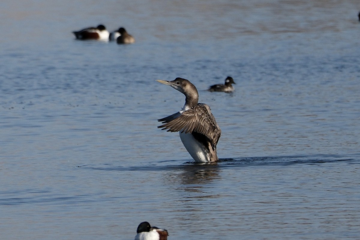 eBird Checklist - 27 Feb 2024 - Henderson Bird Viewing Preserve - 30 ...