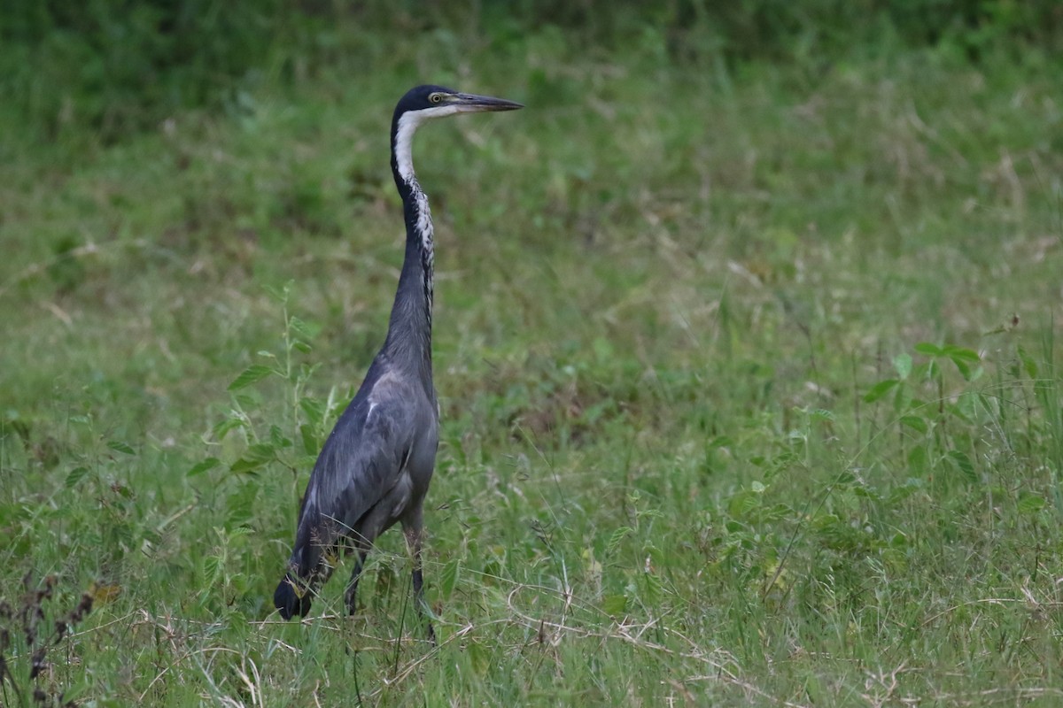 eBird Checklist - 18 Feb 2024 - Lake Singida - 19 species