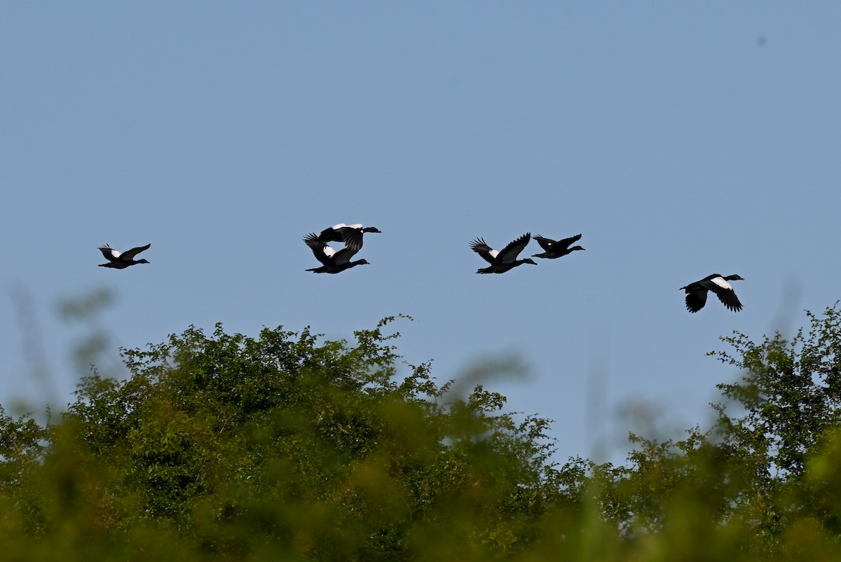 eBird Checklist - 23 Feb 2024 - Crooked Tree Wildlife Sanctuary - 55 ...