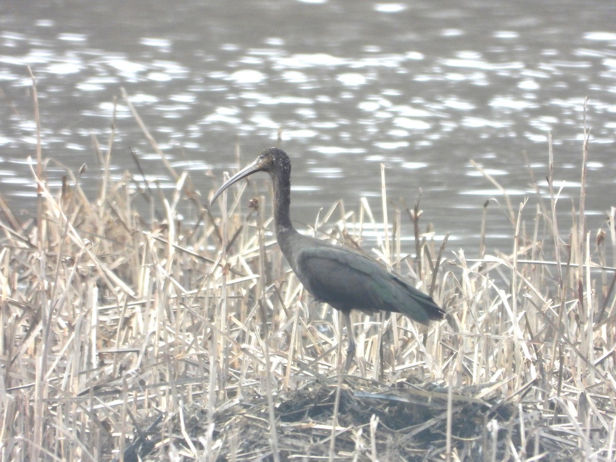 eBird Checklist - 27 Feb 2024 - Bombay Hook National Wildlife Refuge ...