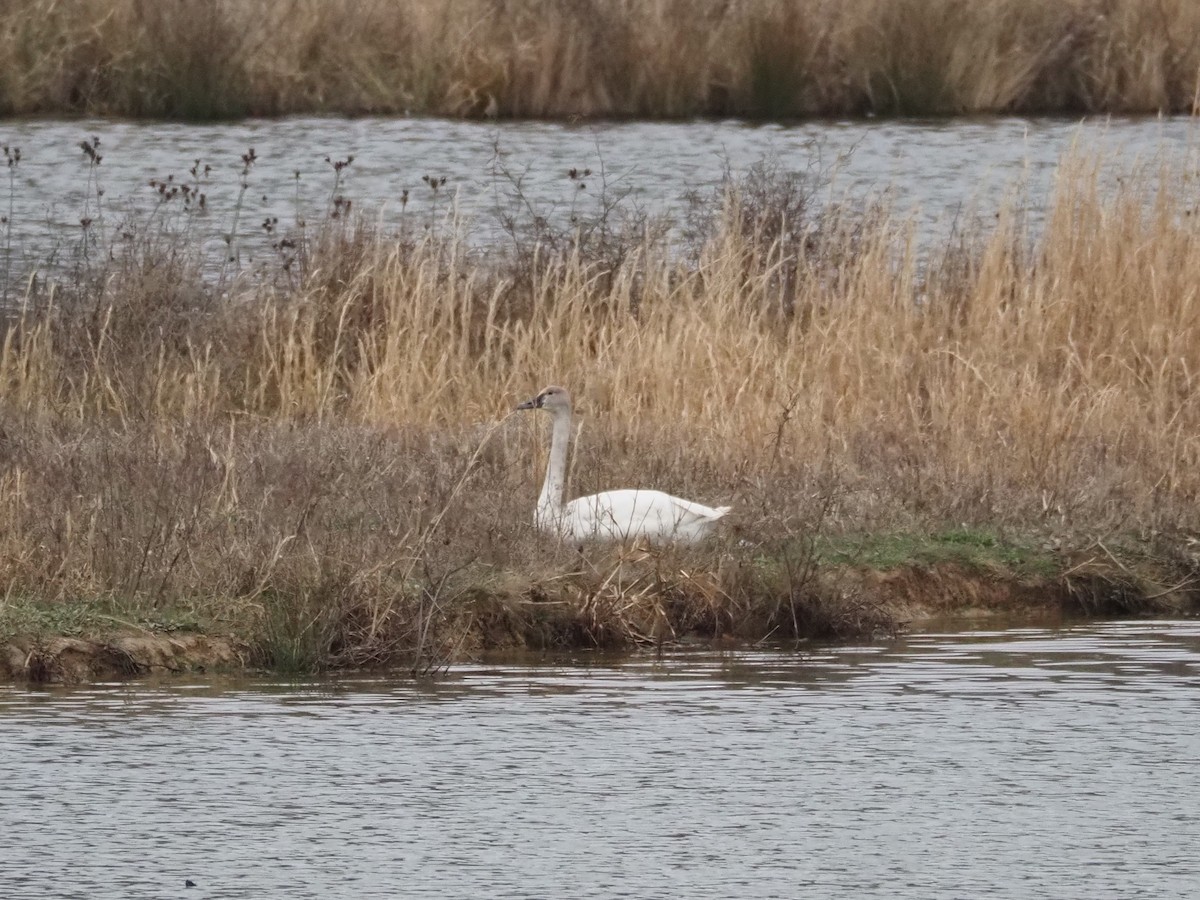 eBird Checklist - 27 Feb 2024 - Cleeces Ferry Rd. - 16 species