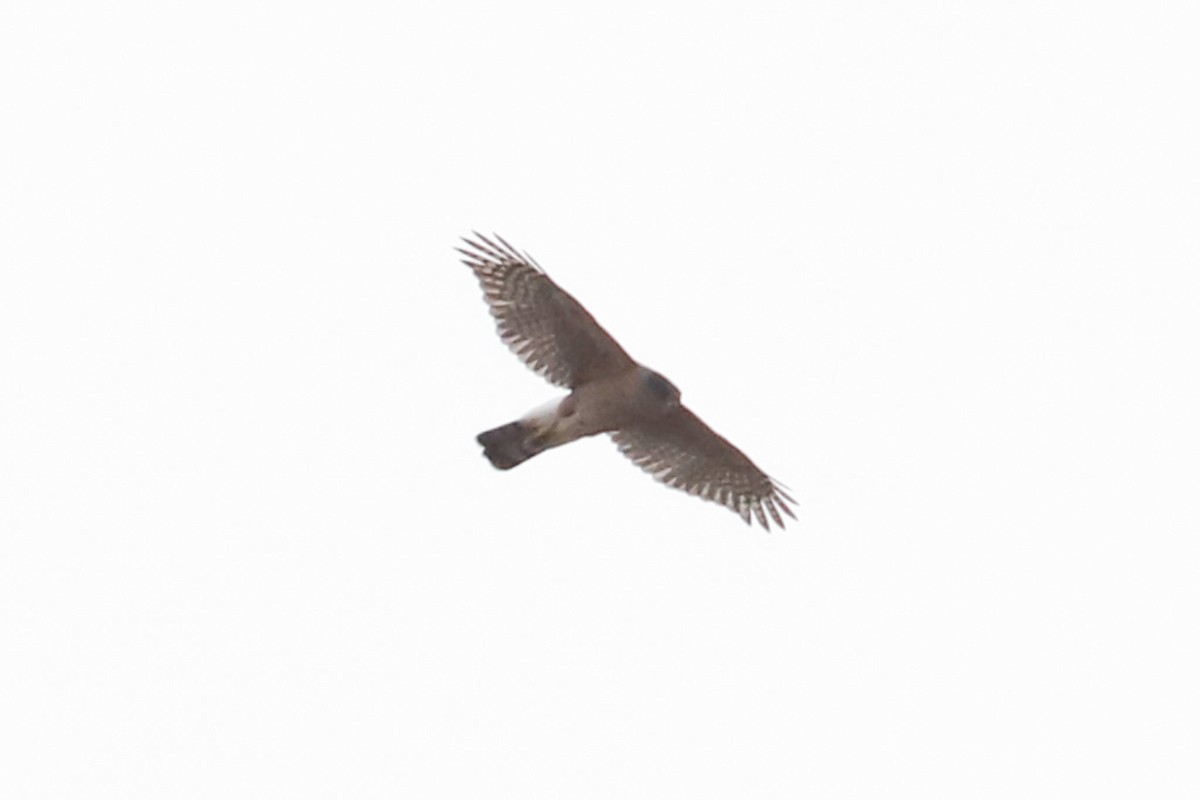 Pennsylvania Bird Atlas Checklist - 27 Feb 2024 - 399 Upper Georges Valley Rd, Spring Mills US ...