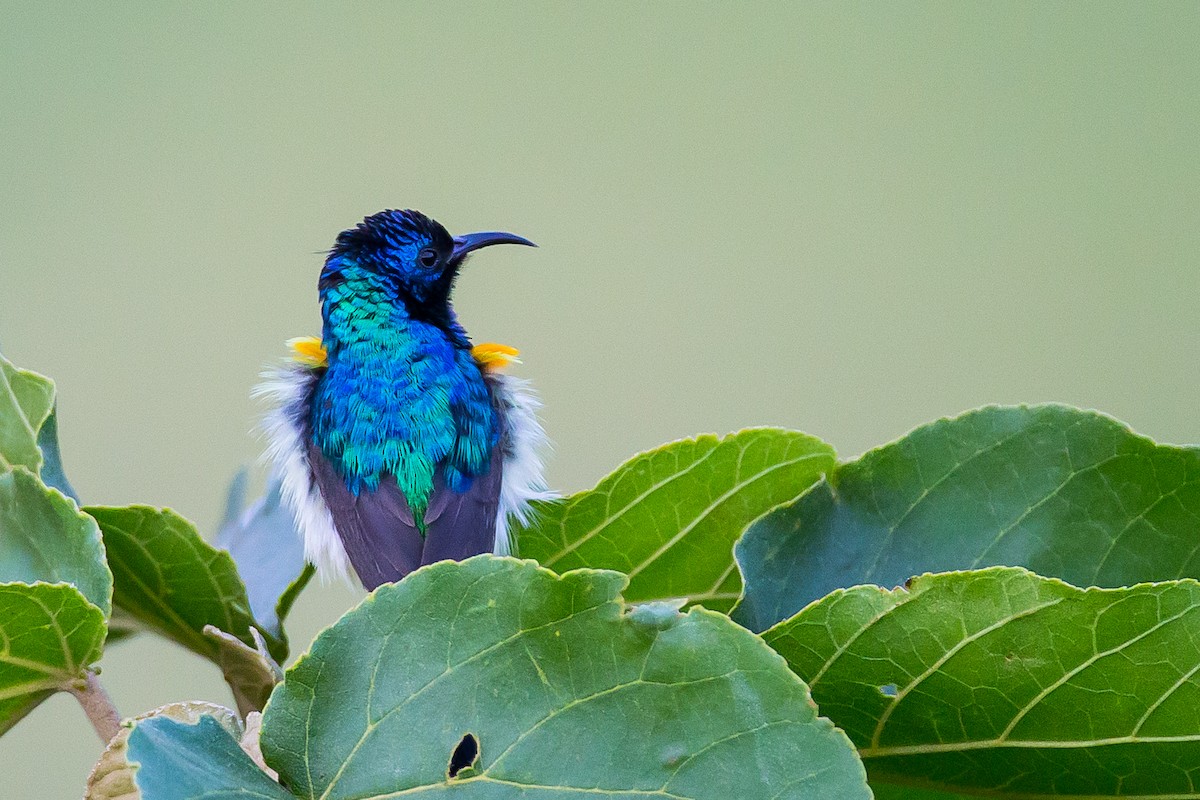 Variable Sunbird (White-bellied) - eBird