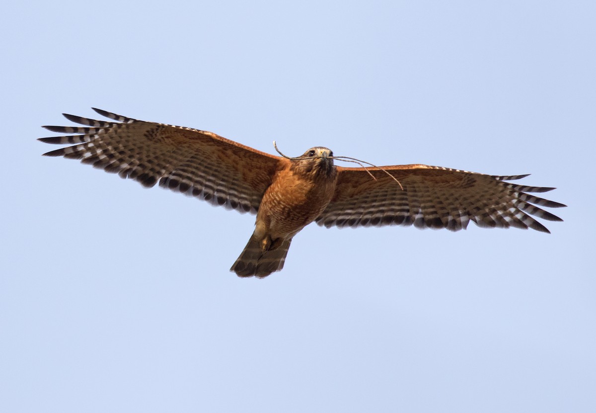 Maryland-DC Breeding Bird Atlas Checklist - 27 Feb 2024 - Emma Rockey ...