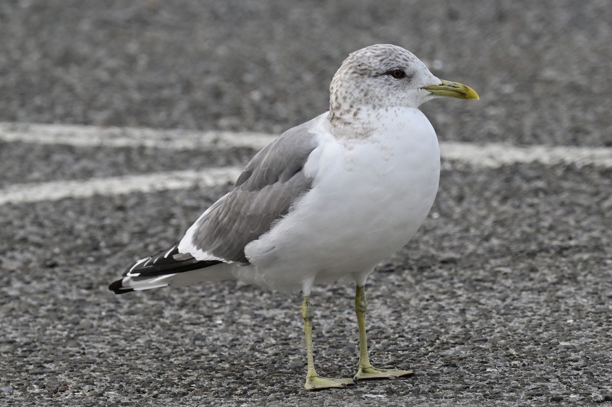 eBird Checklist - 27 Feb 2024 - Cummings Park, Stamford Connecticut USA ...