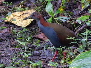 Red-winged Wood-Rail - eBird