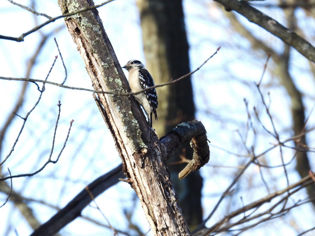 Pennsylvania Bird Atlas Checklist - 27 Feb 2024 - 119 N Mountain Top Dr, McConnellsburg US-PA ...
