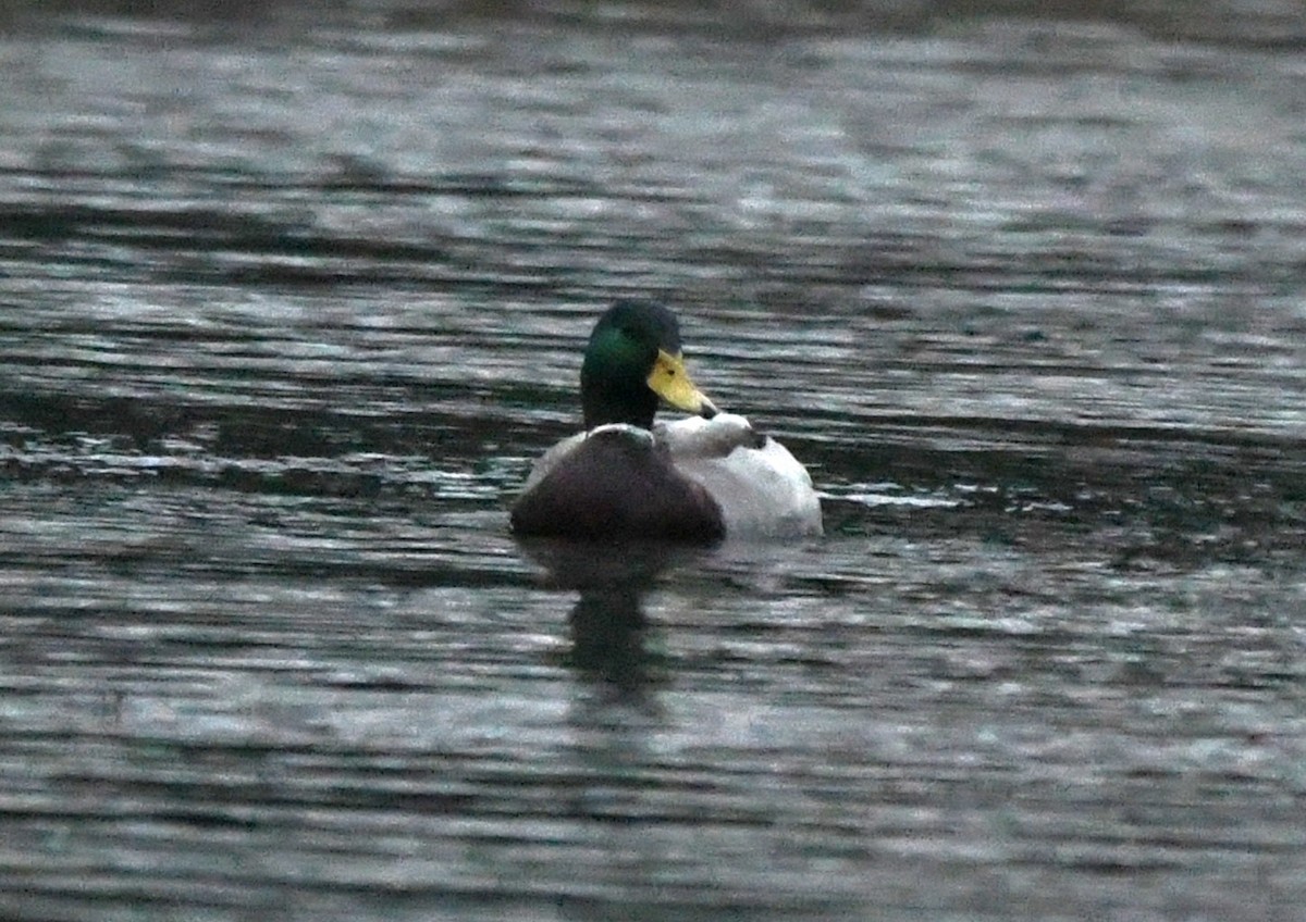 eBird Checklist - 27 Feb 2024 - Home, Kitty Hawk Bay Dr., Colington ...