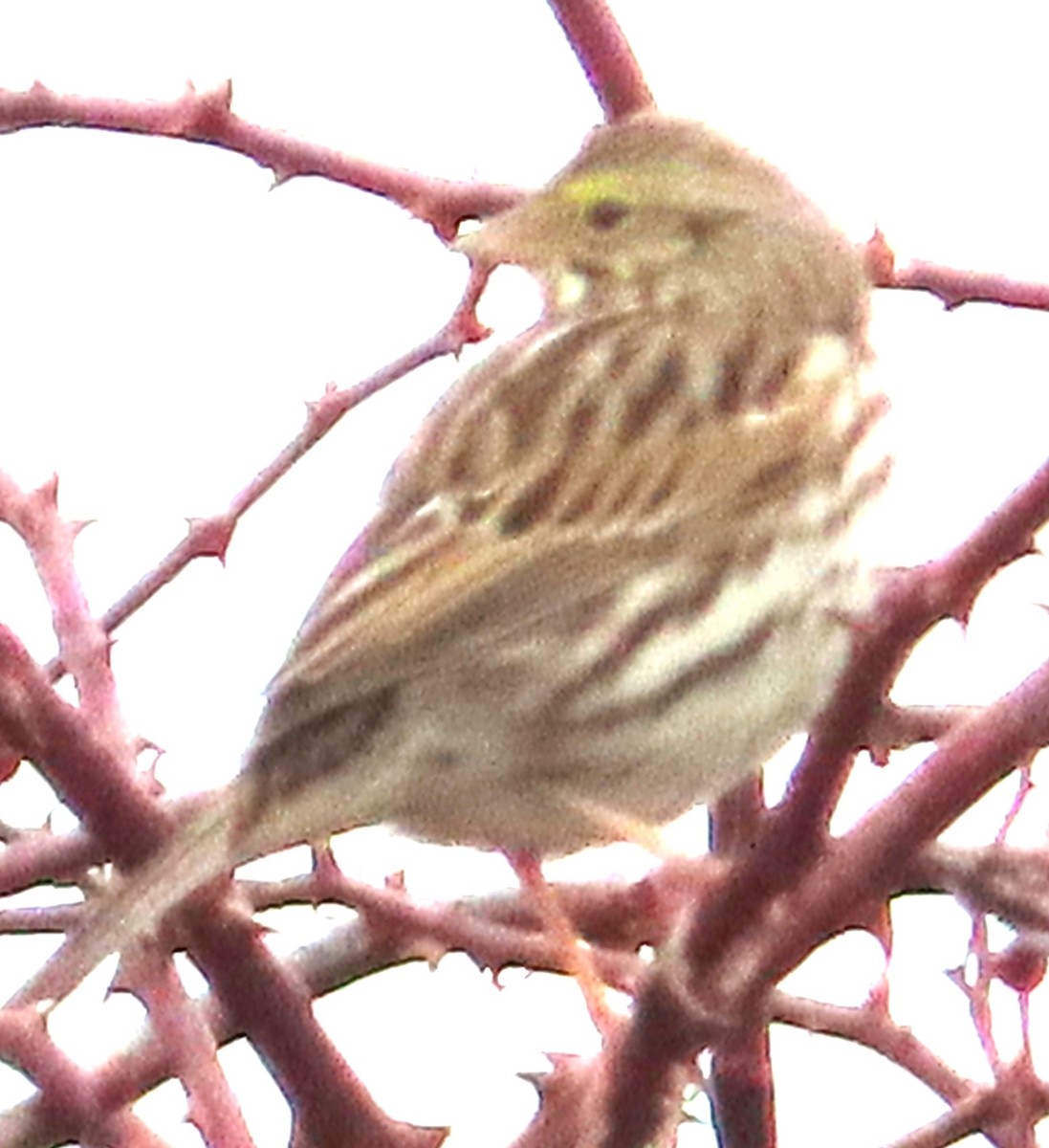 eBird Checklist - 22 Feb 2024 - Patch Rd. - 13 species