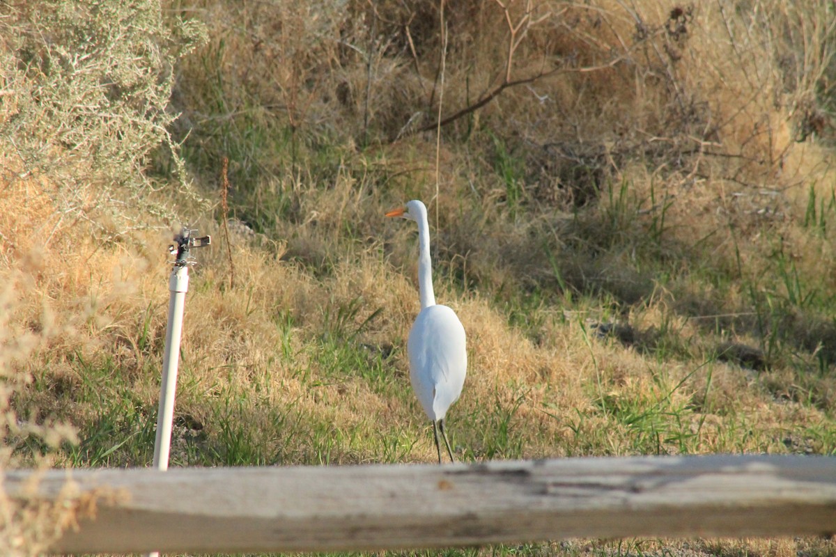 eBird Checklist - 27 Feb 2024 - Desert NWR--Corn Creek (Field Station ...