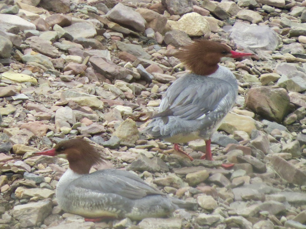 Pennsylvania Bird Atlas Checklist - 27 Feb 2024 - Valley Rd / Dark Hollow Park - 3 species