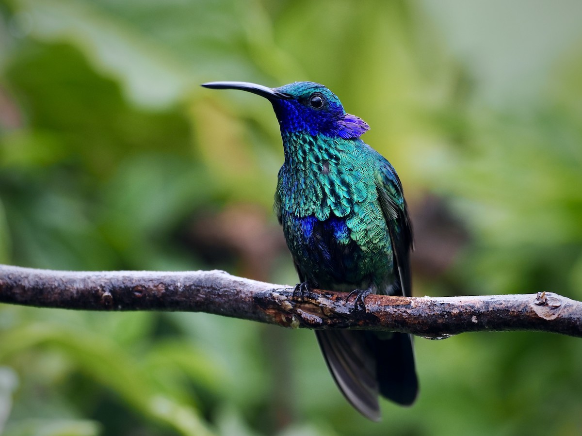 eBird Checklist - 27 Feb 2024 - Tambo Cóndor Bird Lodge - 19 species