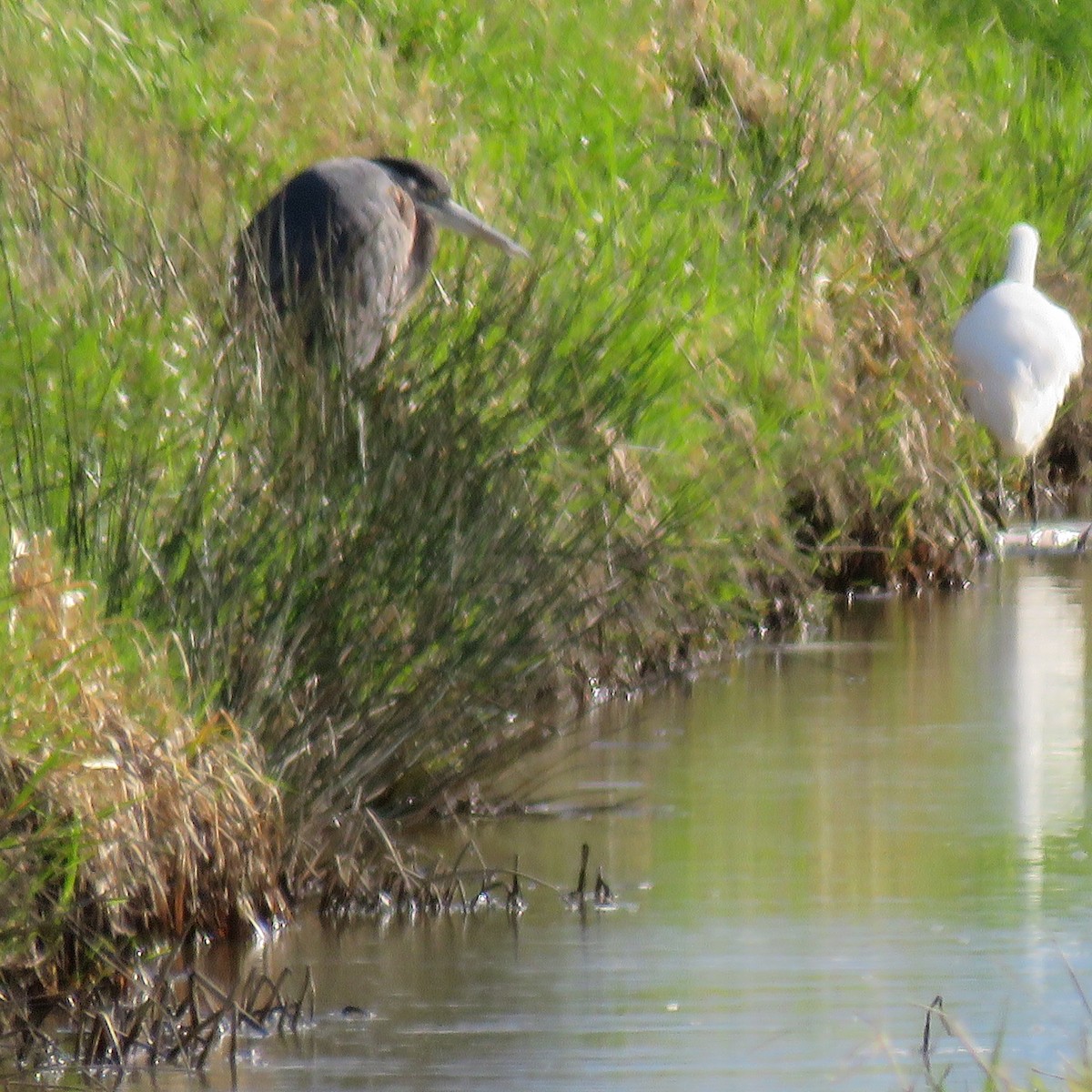 eBird Checklist - 27 Feb 2024 - Bradshaw South of McLean - 2 species