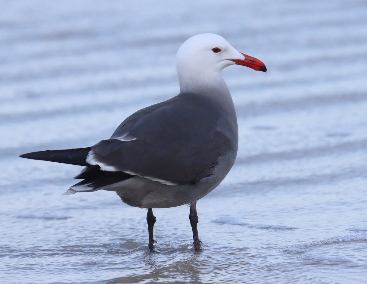 eBird Checklist - 27 Feb 2024 - Frank Rendon Park/Daytona Beach Shores ...