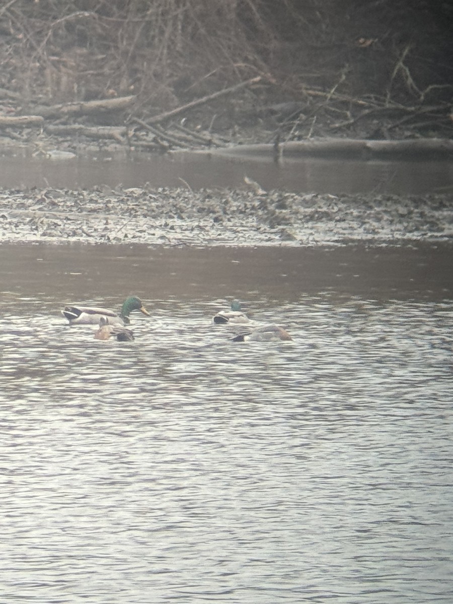 Pennsylvania Bird Atlas Checklist - 28 Feb 2024 - Marsh Creek SP--Little Conestoga Bridge - 18 ...
