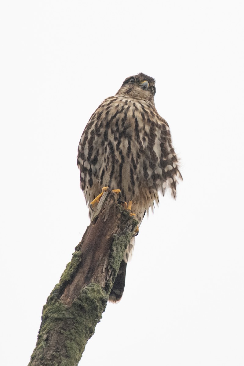 Pennsylvania Bird Atlas Checklist - 28 Feb 2024 - Kaboodle near 54 - 1 ...