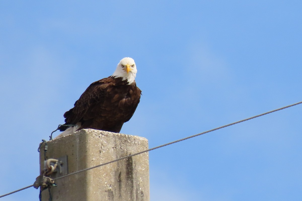 eBird Checklist - 28 Feb 2024 - Jog/Woolbright intersection - 3 species