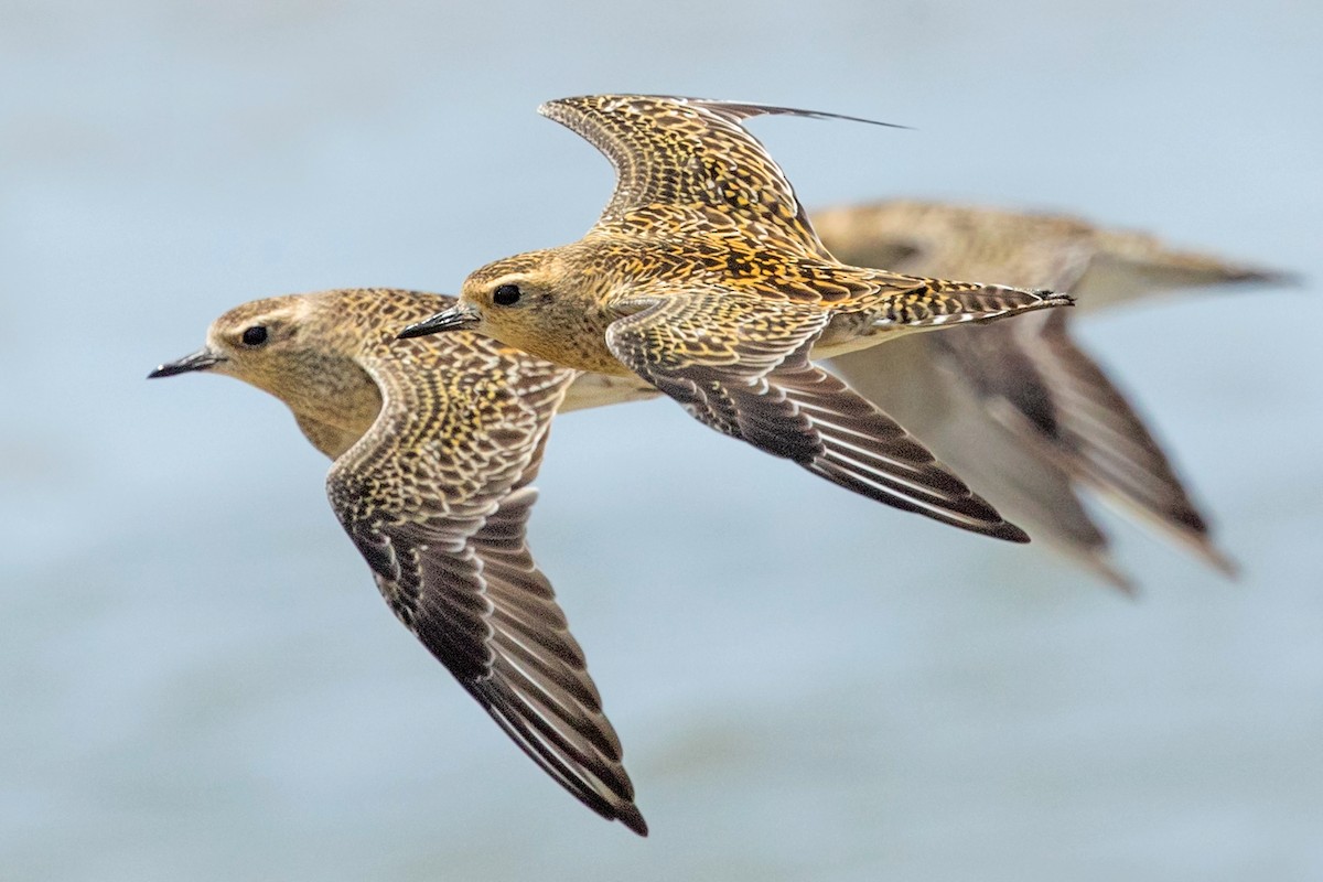 Pacific Golden-Plover - Pluvialis fulva - Birds of the World