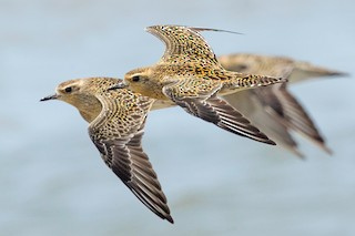 Pacific Golden-Plover - Pluvialis fulva - Birds of the World