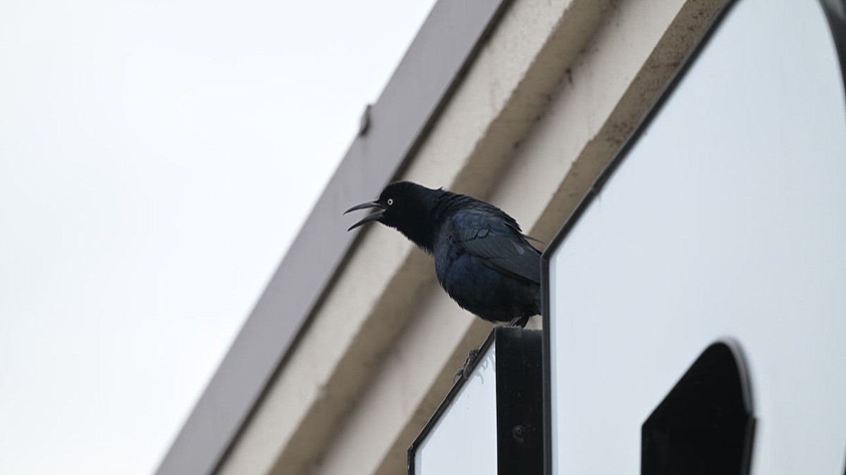eBird Checklist - 25 Feb 2024 - stakeout Great-tailed Grackle, Moses Lake (2023-2024) - 9 ...