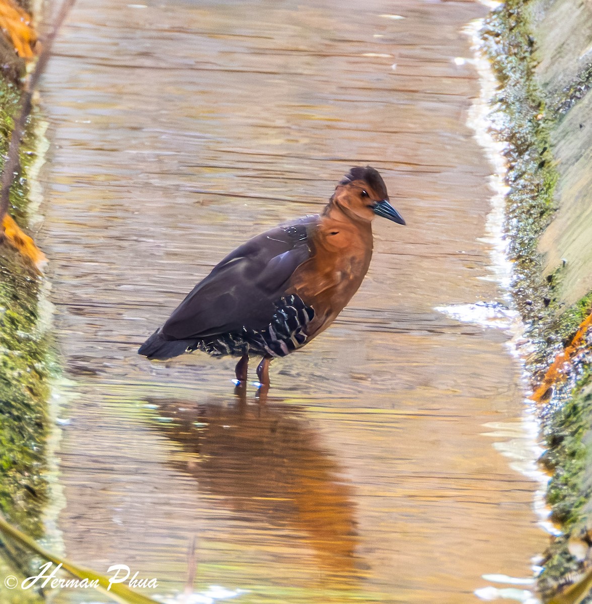 eBird Checklist - 23 Feb 2024 - Jalan Ulu Sembawang - 10 species