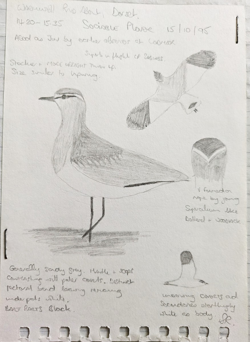 eBird Checklist - 15 Oct 1995 - Warmwell Roundabout - 2 species