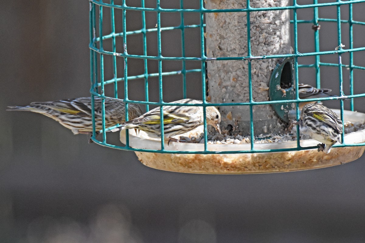 eBird Checklist - 25 Feb 2024 - 2400 Glenmore Hunt Trail, Virginia ...