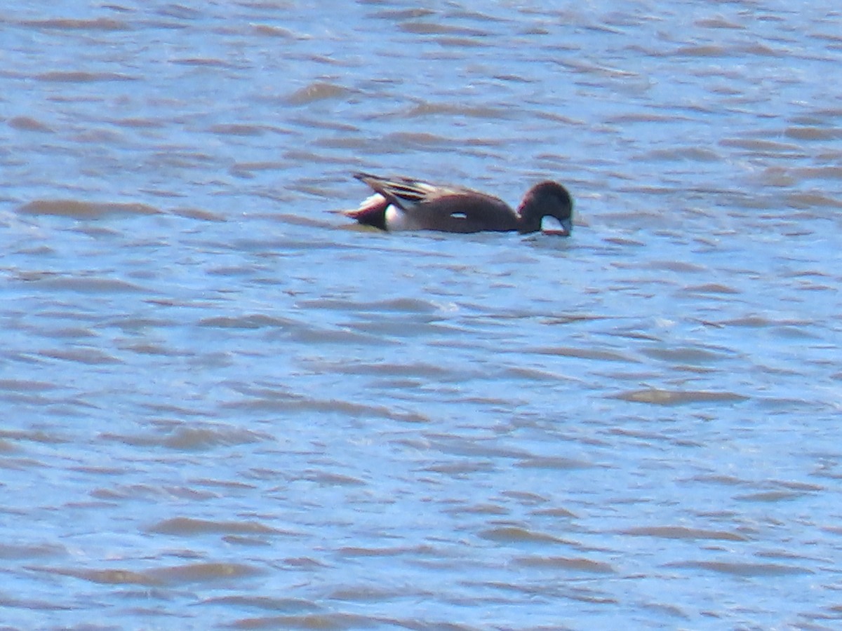 Pennsylvania Bird Atlas Checklist - 29 Feb 2024 - Marsh Creek SP--Little Conestoga Bridge - 9 ...