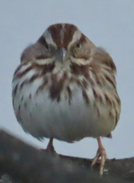 Pennsylvania Bird Atlas Checklist - 29 Feb 2024 - Feeder Watch - 1 species