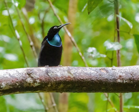 Magnificent Riflebird