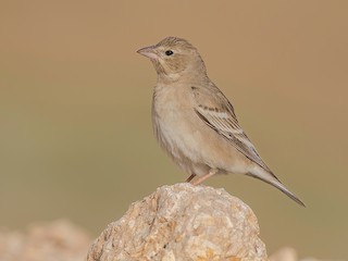 Pale Rockfinch - Carpospiza brachydactyla - Birds of the World