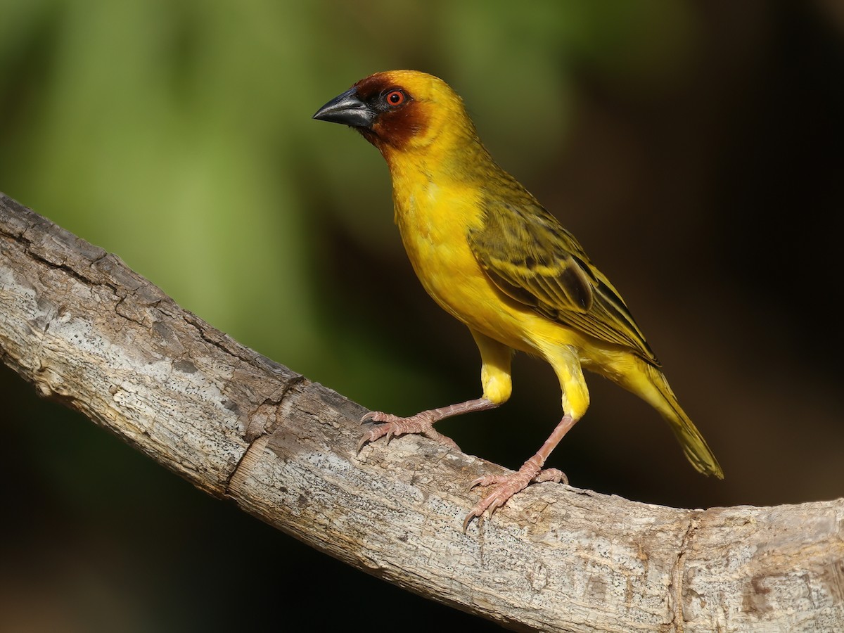 Rüppell's Weaver - Ploceus galbula - Birds of the World
