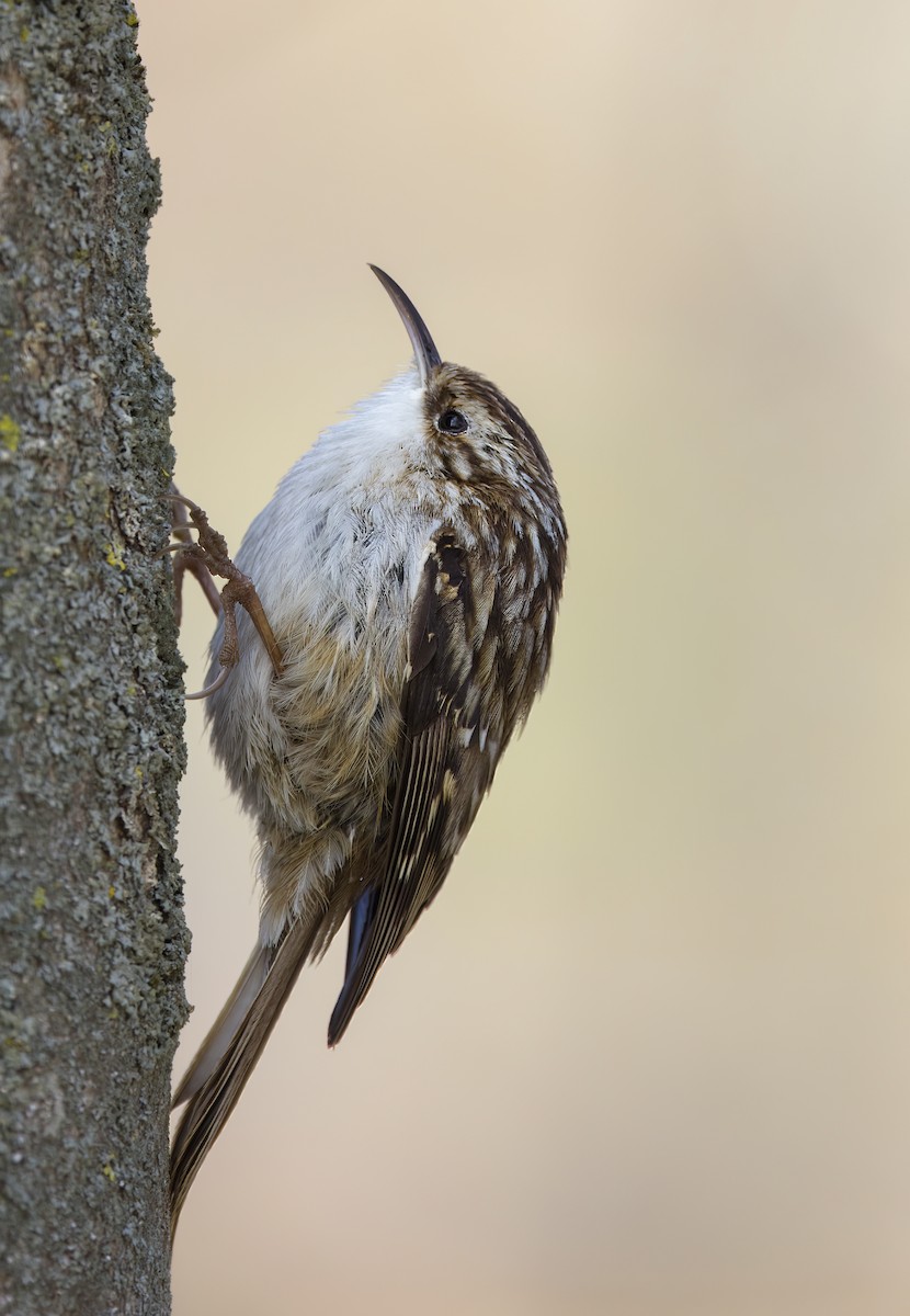 eBird Checklist - 29 Feb 2024 - Aiguabarreig Ter-Ges - 33 species