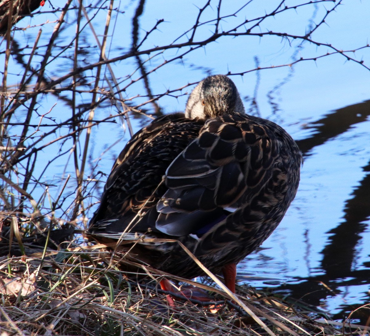 New Jersey eBird Checklist - 1 Mar 2024 - Garret Mt Park - 25 species